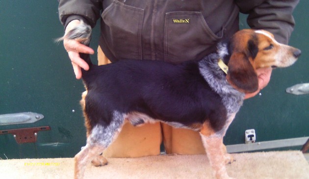 SCROGHAMS BLUE DOZER