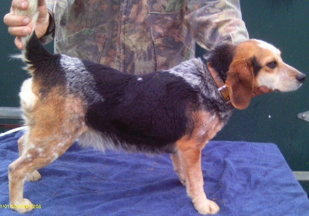 SCROGHAMS BLUE KENNEL - Proven Female Beagles