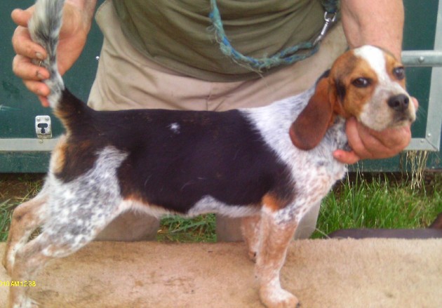 SCROGHAMS BLUE KENNEL - Proven Female Beagles