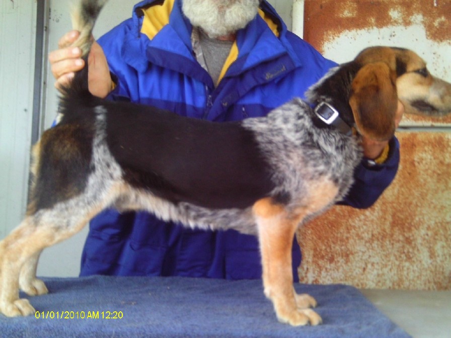 SCROGHAMS BLUE KENNEL - Beagle Stud Dogs